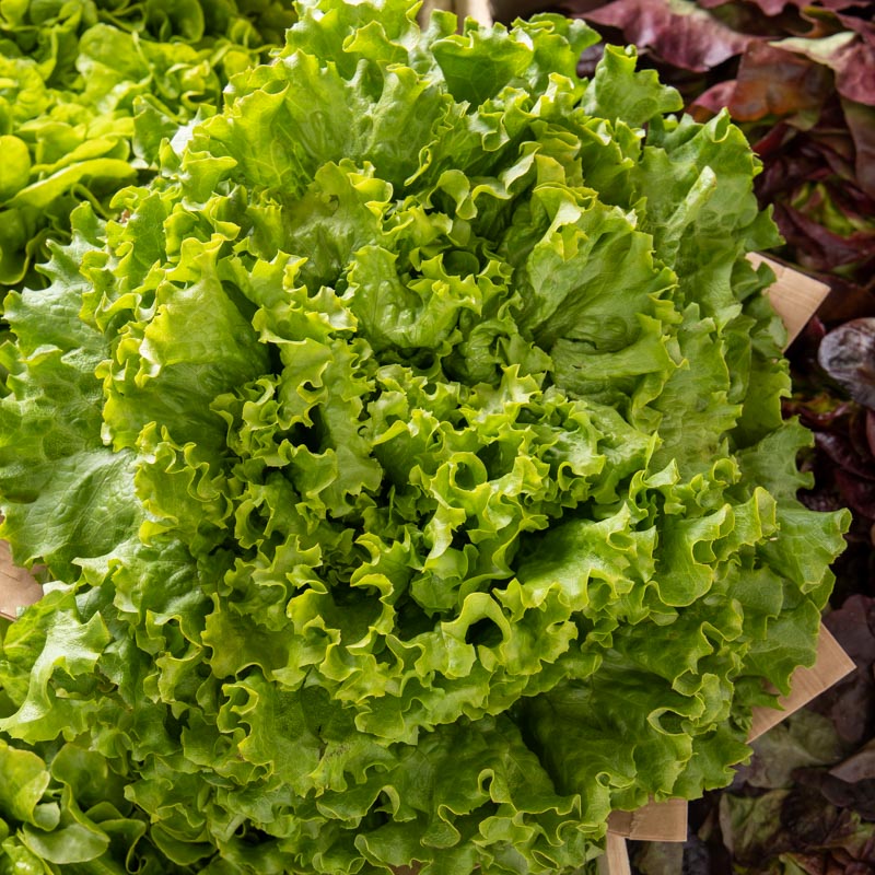 Batavia | Ezziadi Agrofruits | Mon Panier du Marché