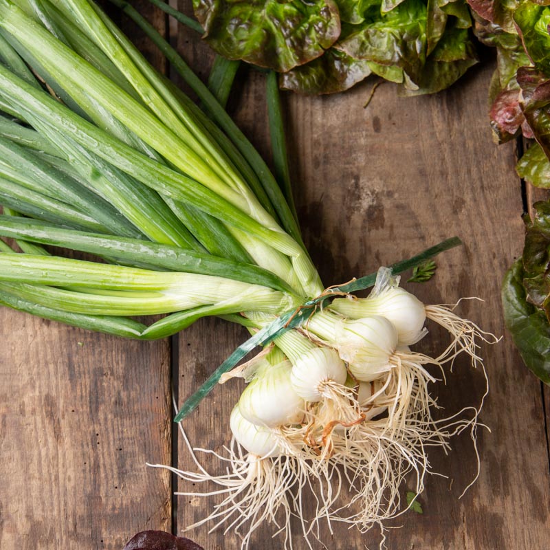 Oignons frais | Maison Milville | Mon Panier du Marché