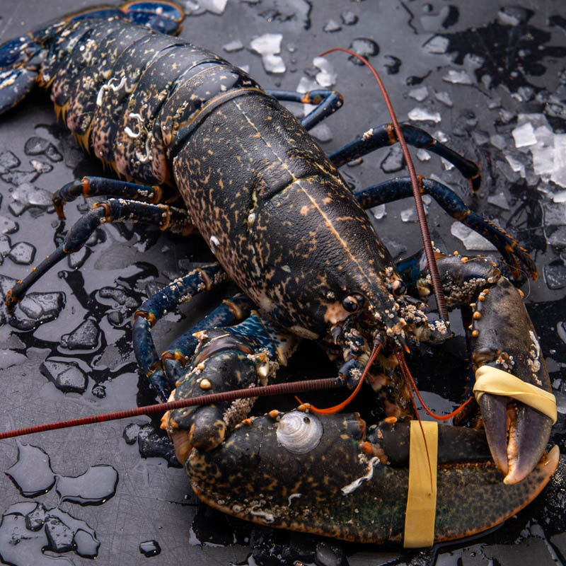 Homard vivant | Poissonnerie Bellugeon | Mon Panier du Marché
