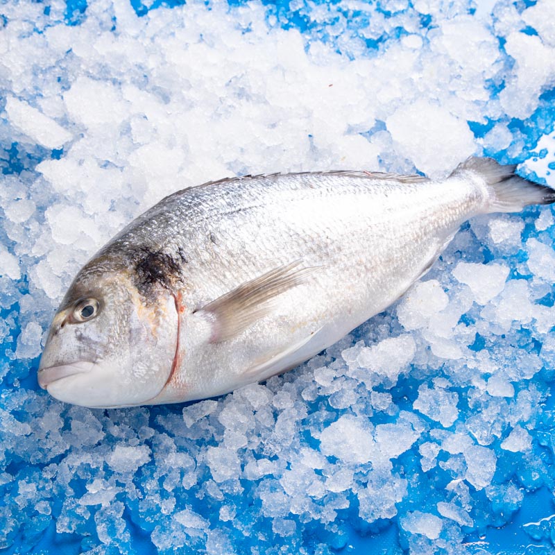 Dorade Royale (Elevage) | Céliben Marée | Mon Panier du Marché